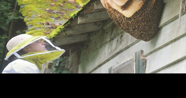 Big beehive in Bow offers close look at pollinators | All Access ...