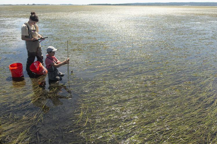Researchers examine eelgrass wasting disease in Padilla Bay | News ...