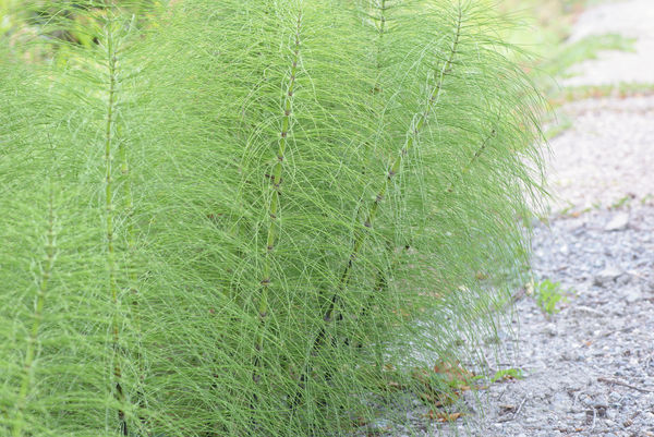 Perennial weed is poisonous to animals, tough to eradicate | All Access ...