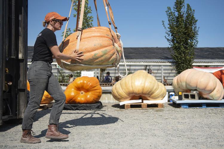 Giant pumpkins compete in 13th annual Skagit Valley festival | Agriculture | goskagit.com