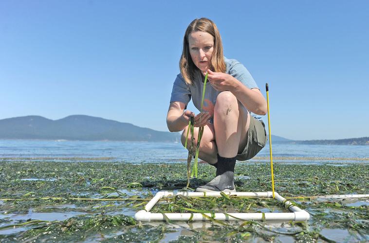 Researchers document eelgrass wasting disease in Skagit, San Juan ...