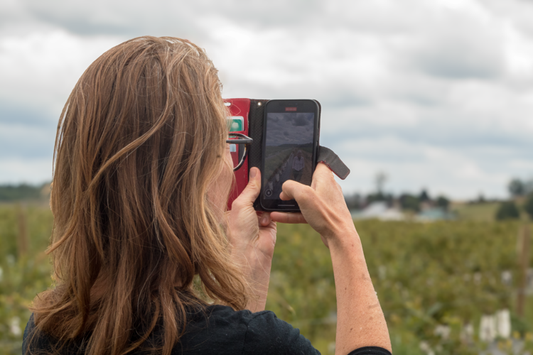 Diversity in strawberry farming showcased during Friday tour ...