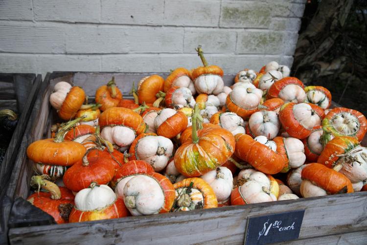 Gordon Skagit Farms showcases odd, unique pumpkins | Local News ...