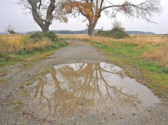 Skagit Wildlife Area's Leque Island reopens to public | News | goskagit.com