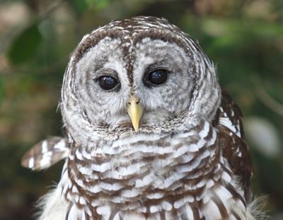 Kill barred owls so spotted owls can live? Wildlife service should put ...