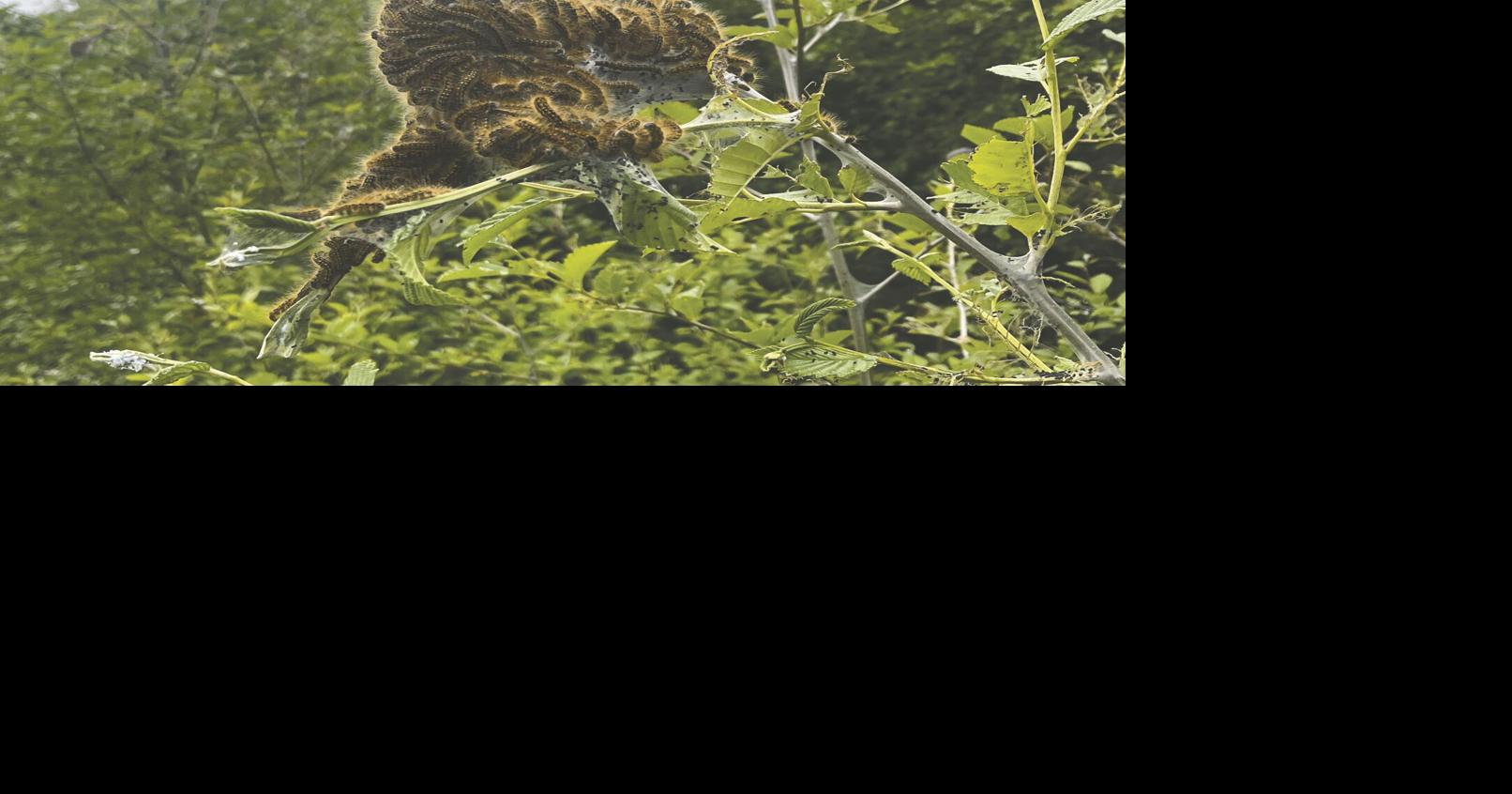 Tent caterpillar invasion is on normal cycle, experts say | News ...