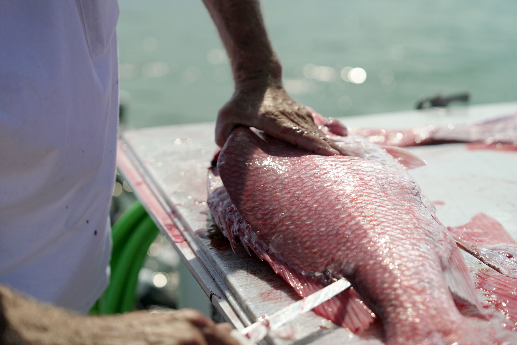 Oceans Fisheries Red Snapper Fight | National News | goskagit.com