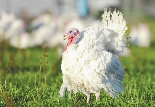 Pastured turkeys gobble happily in Sedro-Woolley | All Access ...