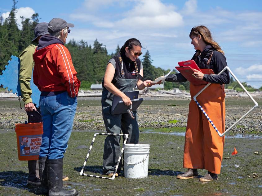 Swinomish tribe takes new look at Dungeness crab | News | goskagit.com