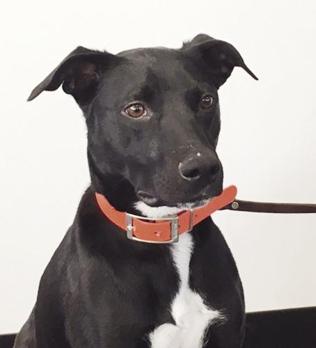 Five WSP narcotic detection K9s to be commissioned | News | goskagit.com