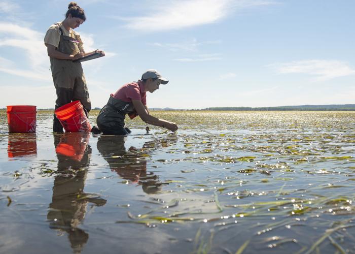 Researchers examine eelgrass wasting disease in Padilla Bay | News ...