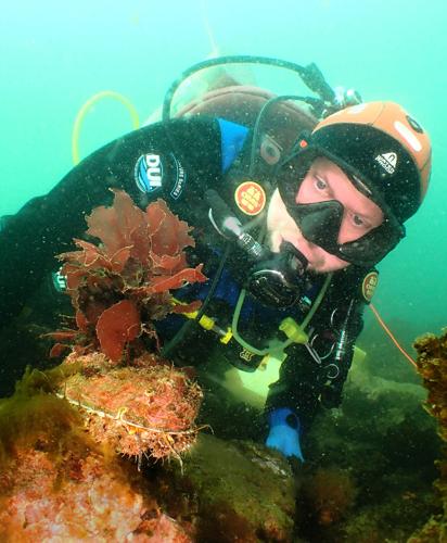 Chance of survival is looking good for Washington's only abalone ...