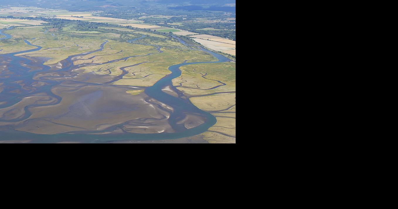 Estuary restoration planned for Skagit Wildlife Area's Island Unit ...