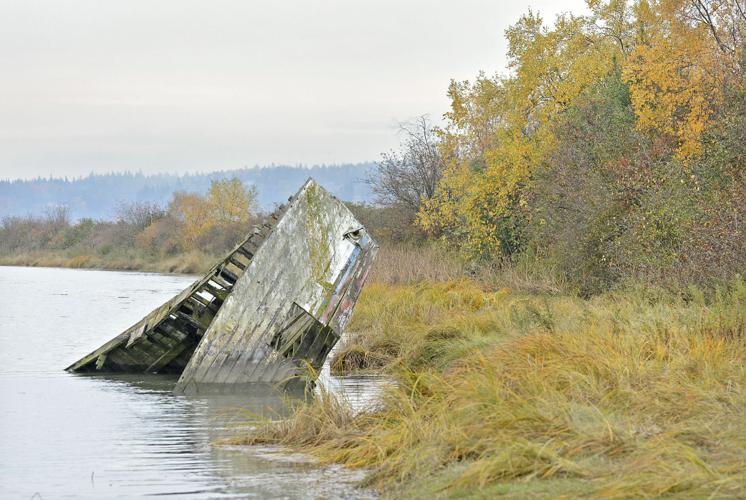 Skagit Wildlife Area's Leque Island reopens to public | News | goskagit.com