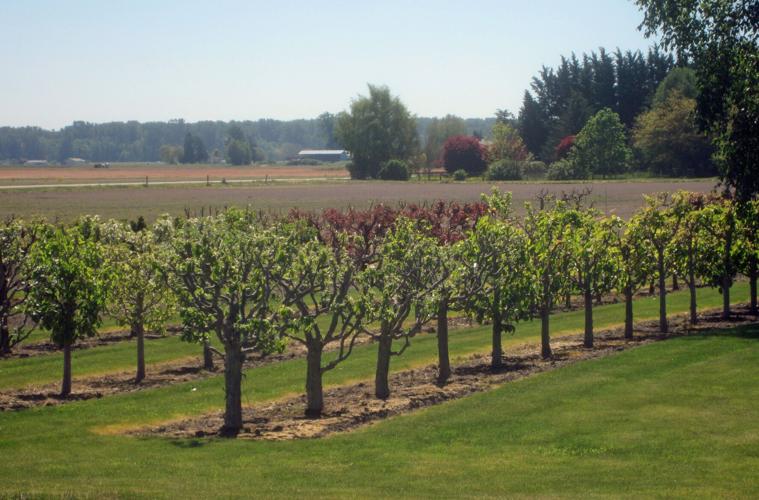 5-25 Skagit Views | Living | goskagit.com