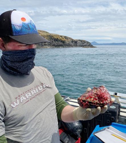 Chance of survival is looking good for Washington's only abalone ...