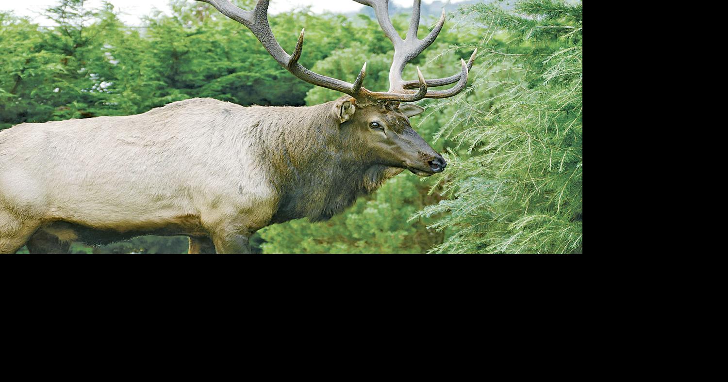 Bruiser, Whidbey Island’s lone elk, likes new preserve | News ...