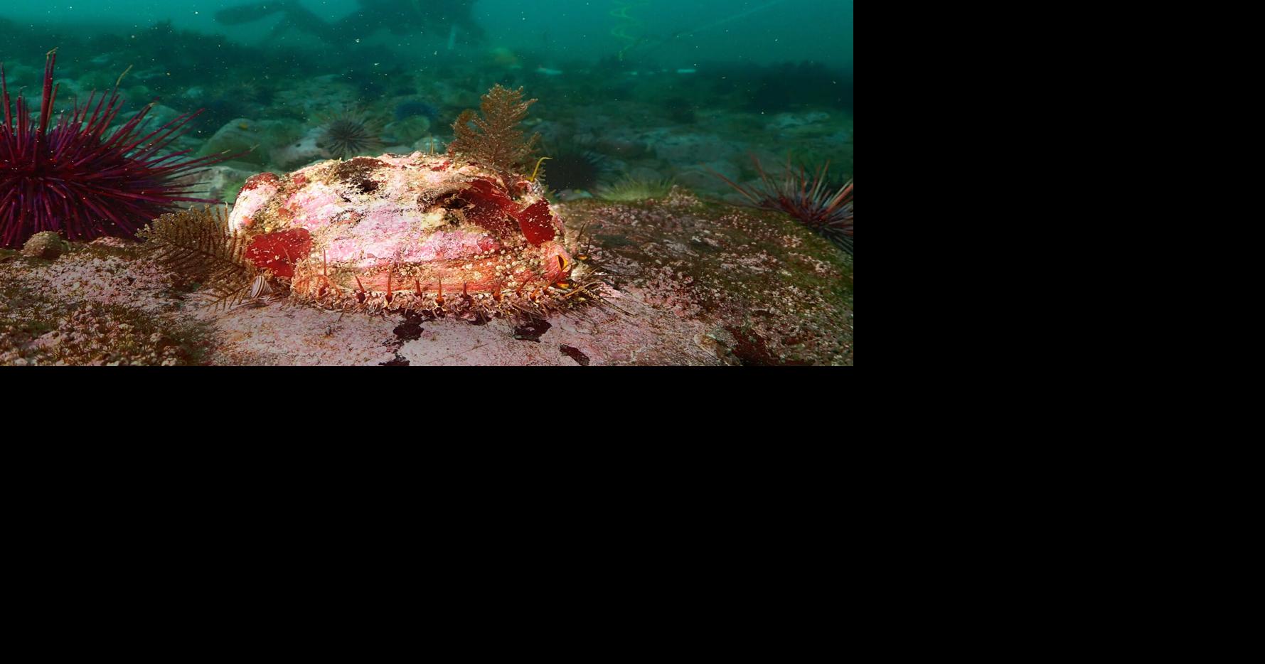 abalone underwater