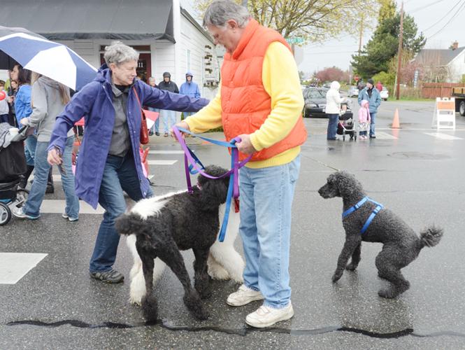 La Conner Tulip Parade | Gallery | goskagit.com
