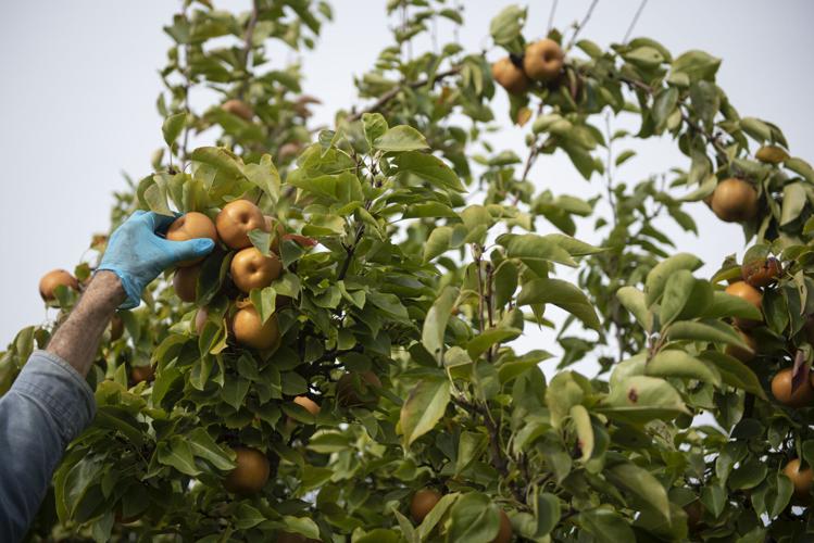 Visitors turn out for Apple and Pear Harvest Day | Growskagit ...