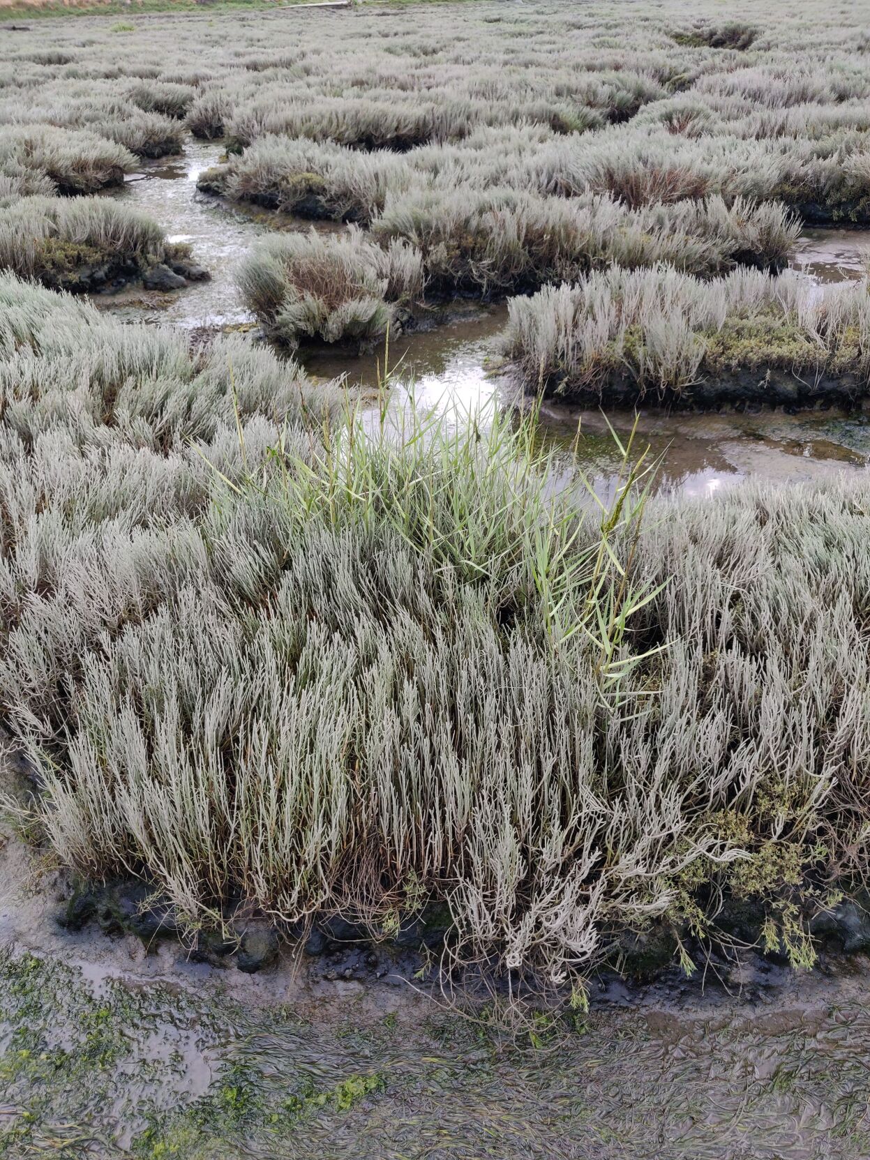County prepares for invasive grass removal season | News | goskagit.com