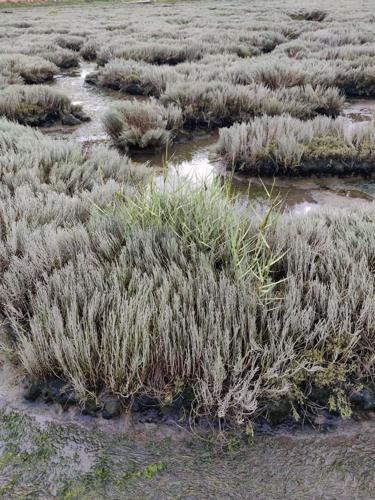County prepares for invasive grass removal season | News | goskagit.com