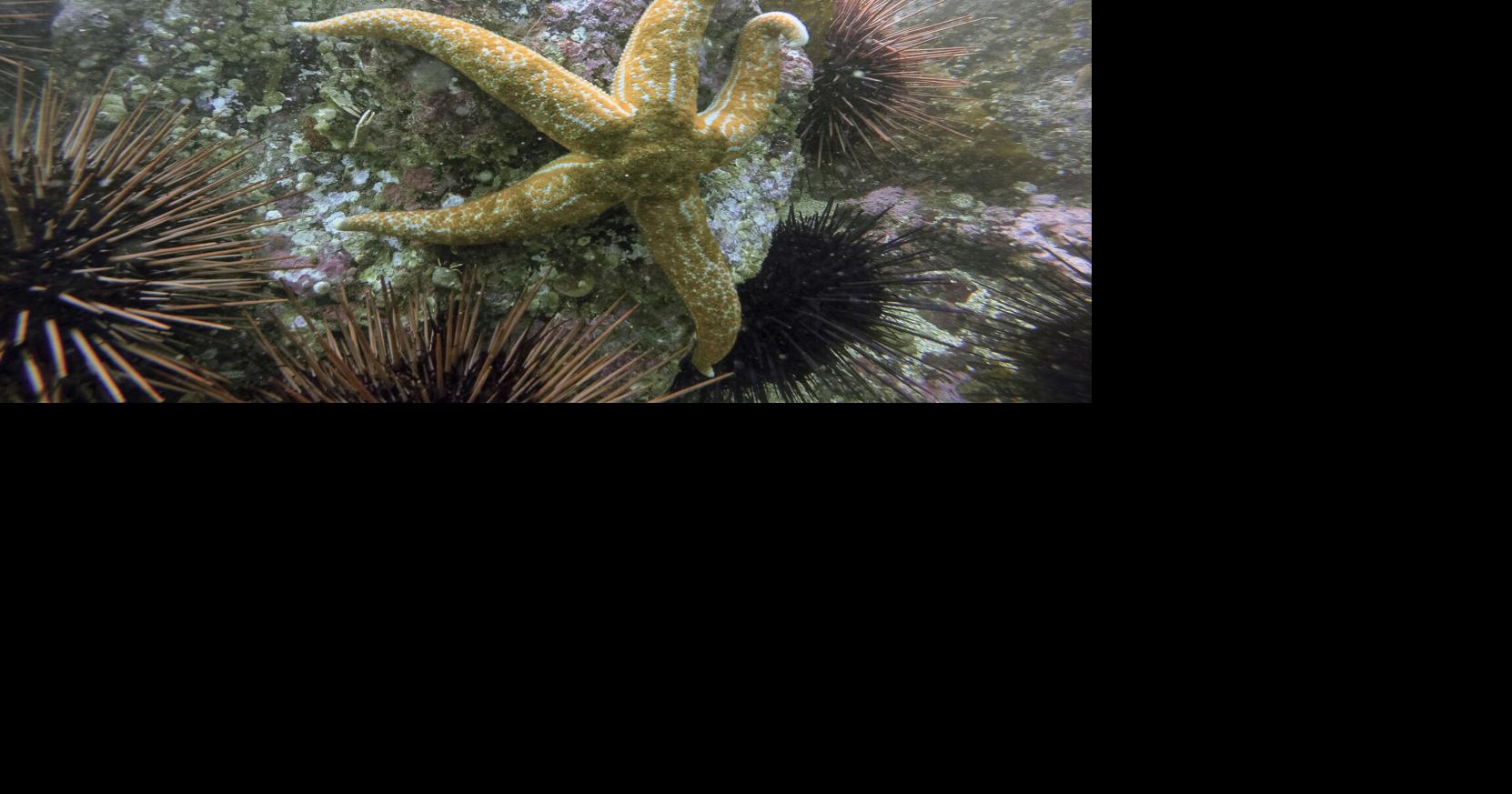 Group sues federal government over failure to protect sunflower sea ...