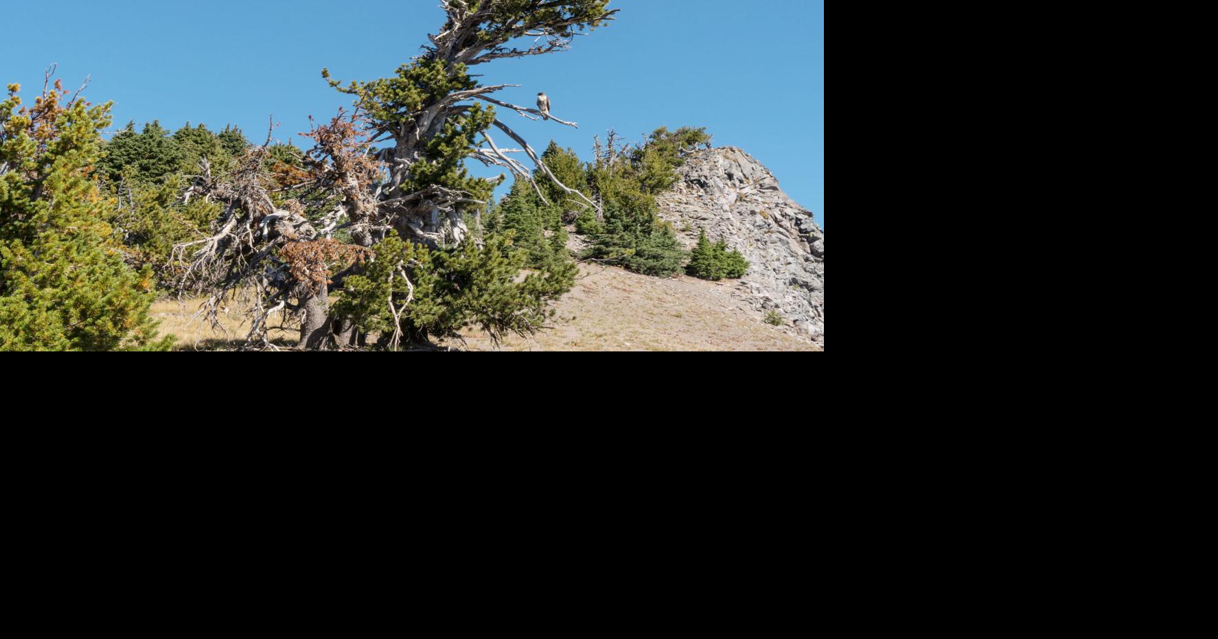 Efforts being made to protect a tree species, several carnivores ...