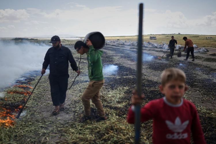 Photos of the freekeh harvest, Syria's roasted green wheat grain | News ...