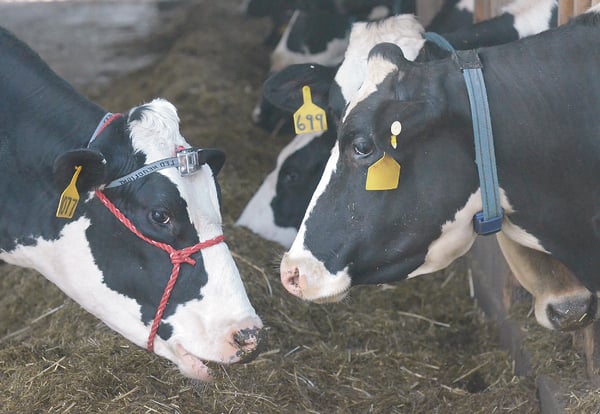 Moo-vie to show bright side of dairies | All Access | goskagit.com