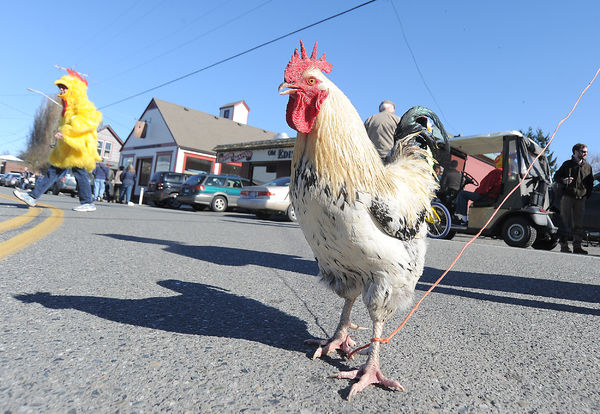 Poultry on parade | Local News | goskagit.com