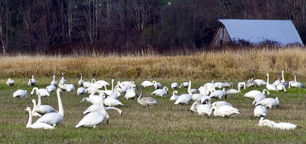 Photo gallery: Trumpeter swans and snow geese | News | goskagit.com
