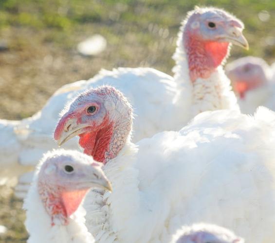 Pastured turkeys gobble happily in Sedro-Woolley | All Access ...