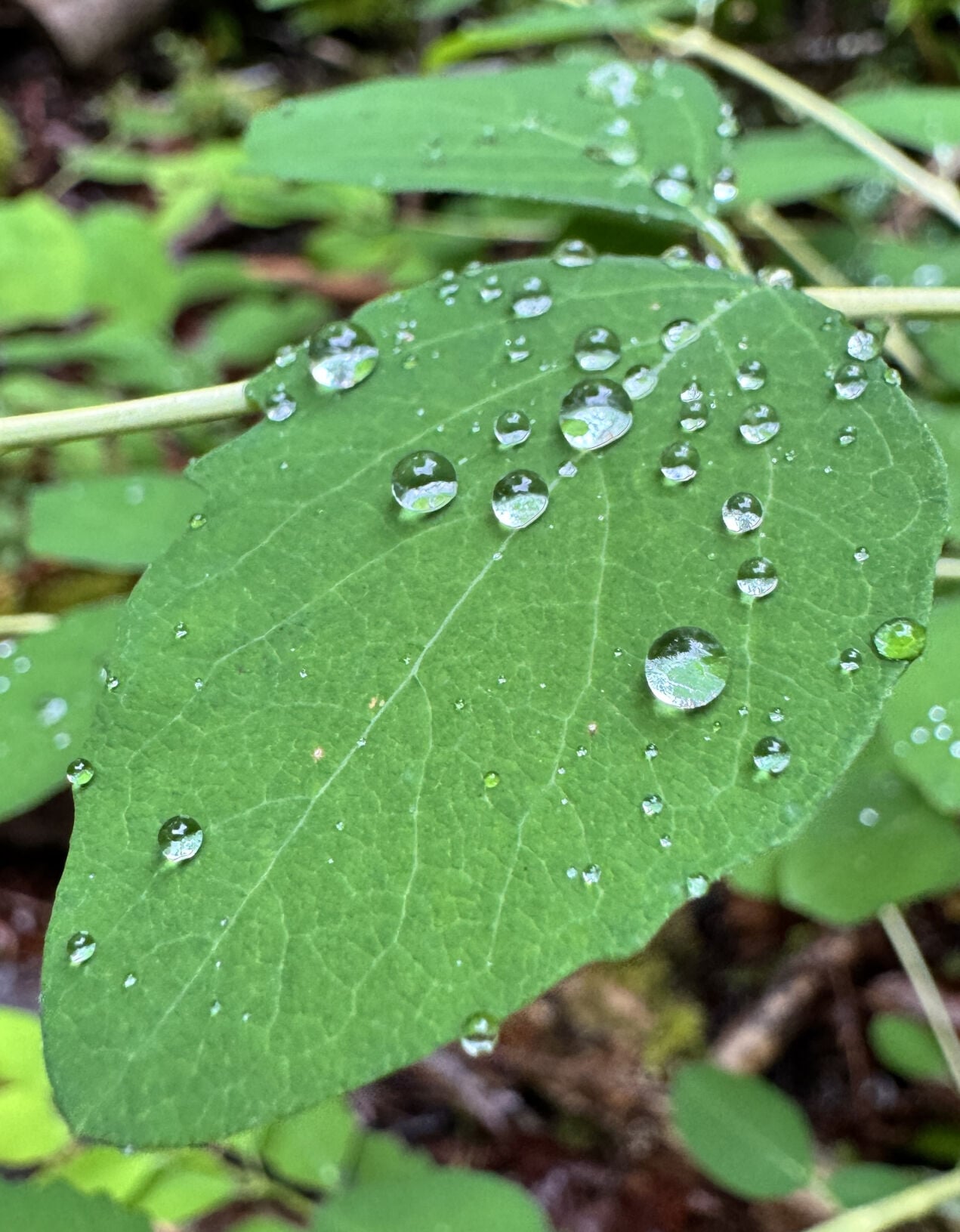 PHOTOS: Skagit Views | Gallery | goskagit.com