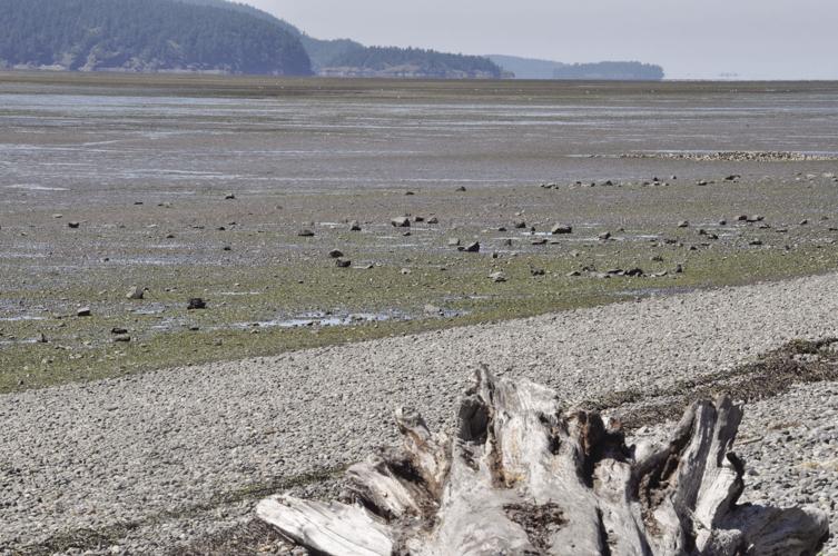 veritable smorgasbord