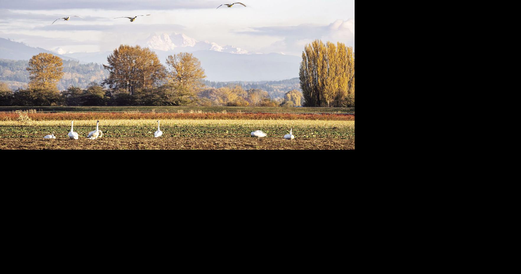 Skagit Views: For the birds | Living | goskagit.com
