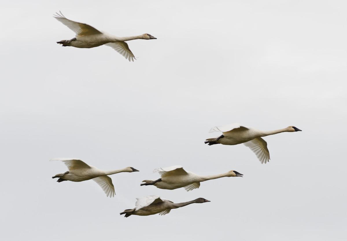 Swans return to the Skagit Valley | Environment | goskagit.com