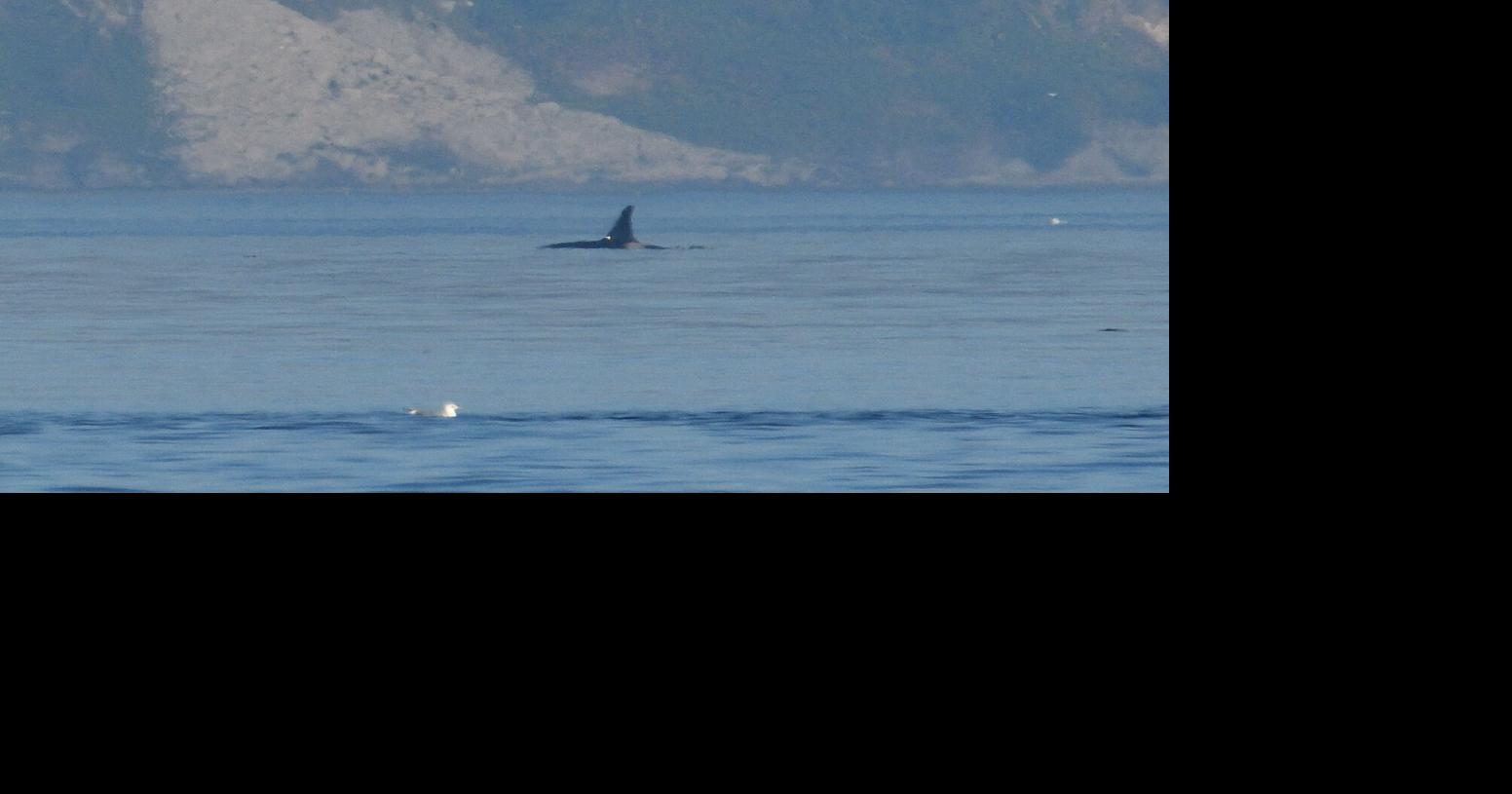 Southern Residents make first fall visit to Puget Sound | News ...