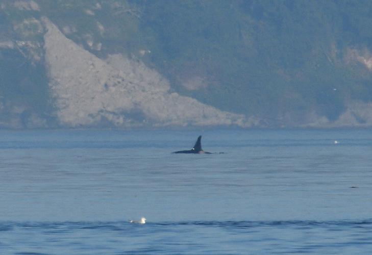 Southern Residents make first fall visit to Puget Sound | News ...