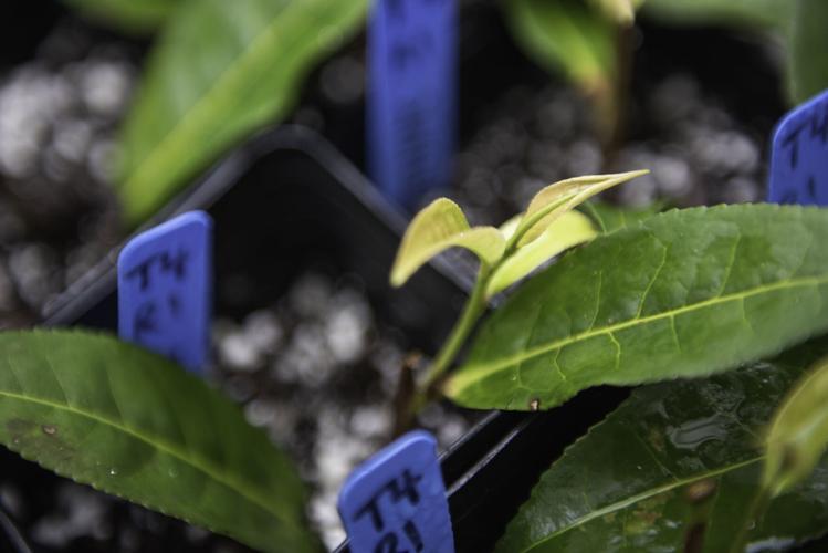 Skagit Valley researchers look into how best to grow tea plants in the ...