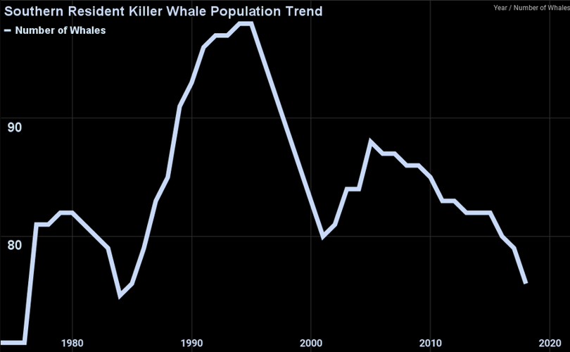 Feds begin five-year review of endangered Southern Resident orcas ...