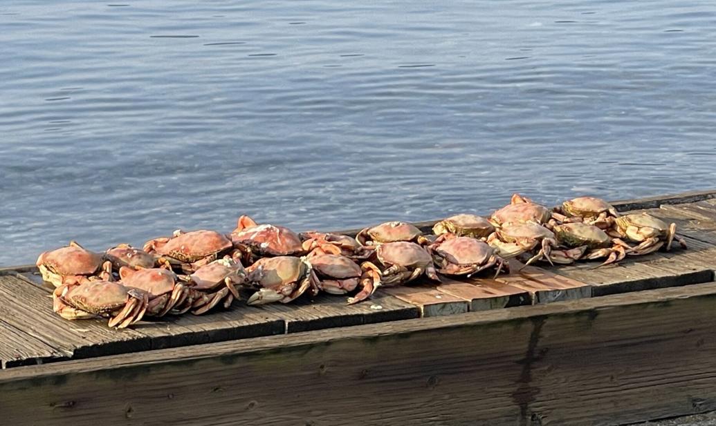 Winter crabbing opens in Puget Sound | Local News | goskagit.com
