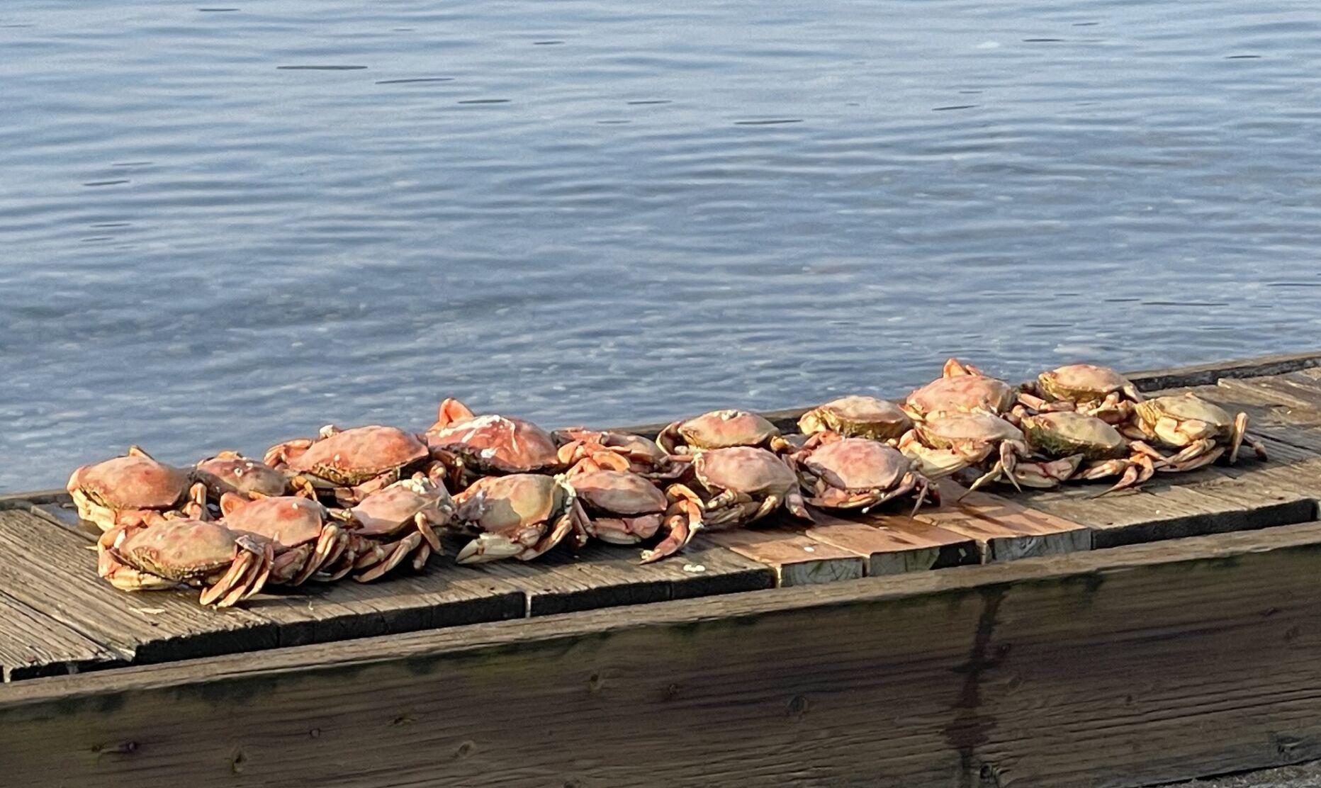Winter crabbing opens in Puget Sound | Local News | goskagit.com