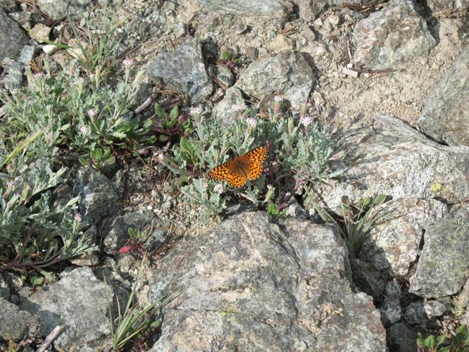 Biologist shares rare plant expertise at Camano Wildlife Habitat event ...
