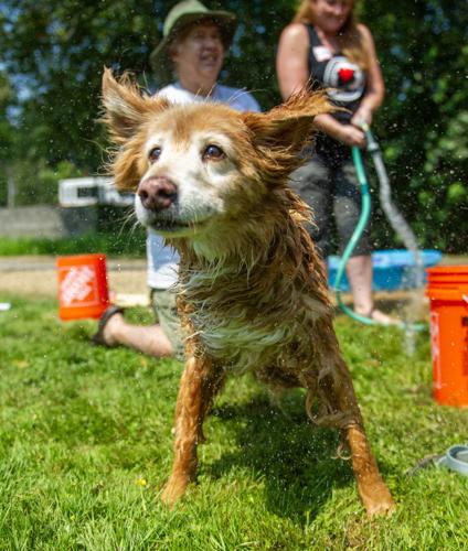 Tail-wagging fun: CASA holds annual dog wash | News | goskagit.com