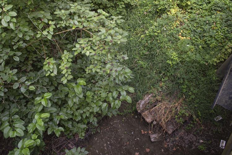 Grant awarded for removal of Hart Slough creosote pilings | Environment ...