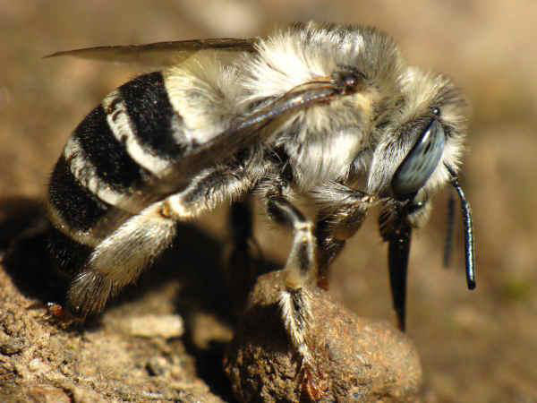 Ask the Master Gardener: Bee-neath our feet — Ground-nesting bees ...