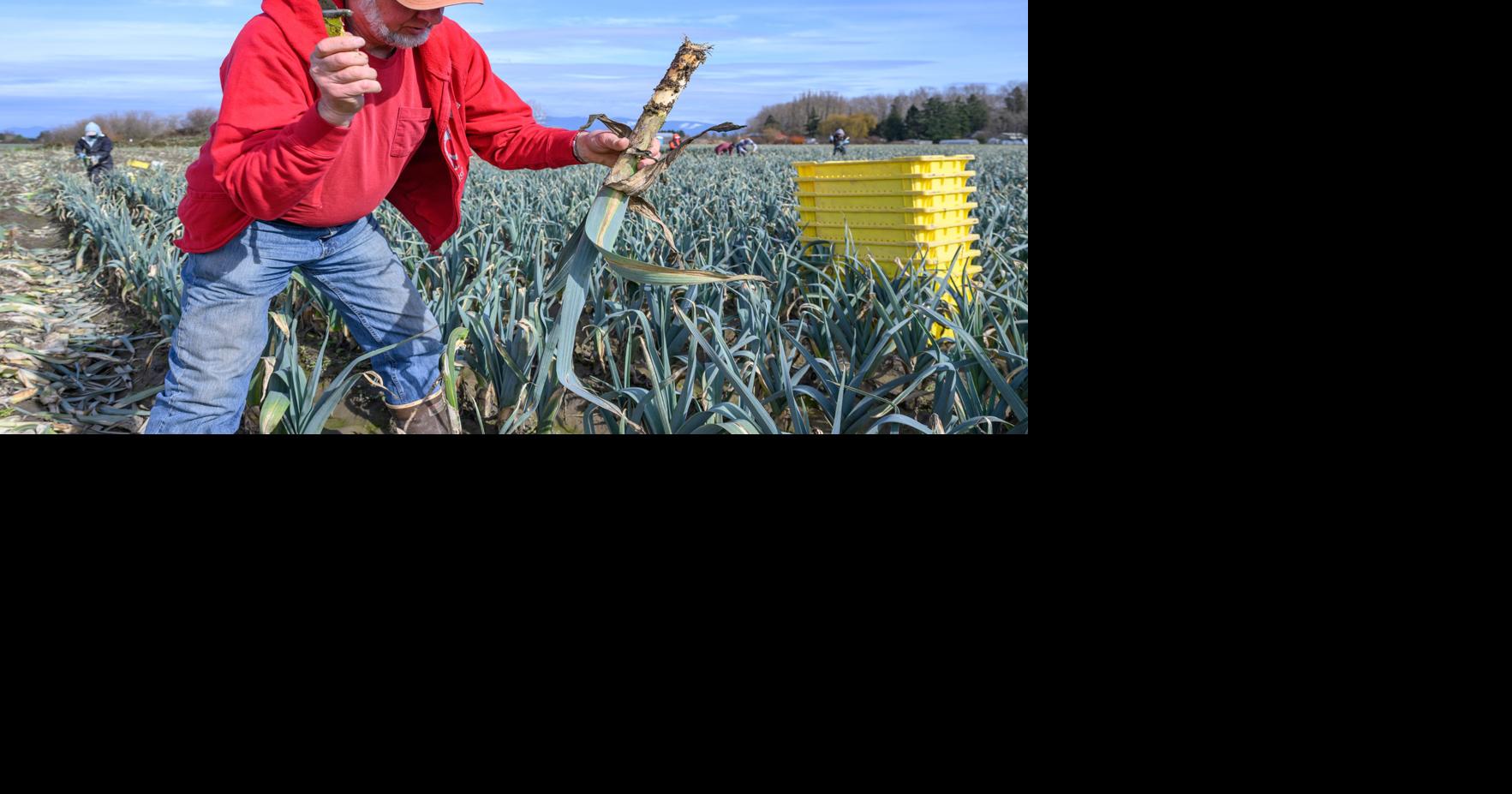 Ralph’s Greenhouse finds success with organic leeks | Local News ...