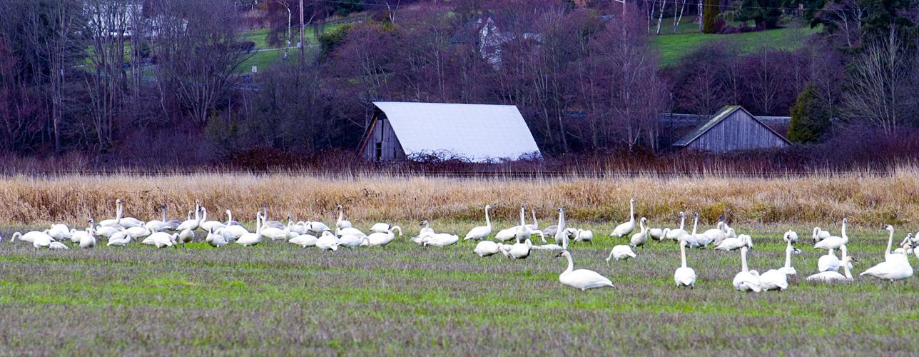 Photo gallery: Trumpeter swans and snow geese | News | goskagit.com
