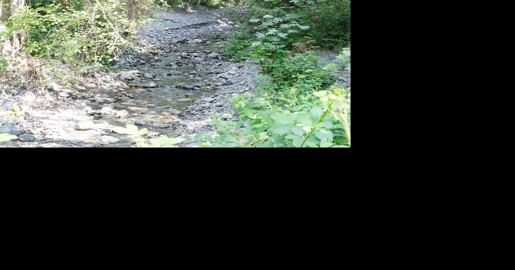 Ecology launches efforts to help cool the area's warming creeks ...